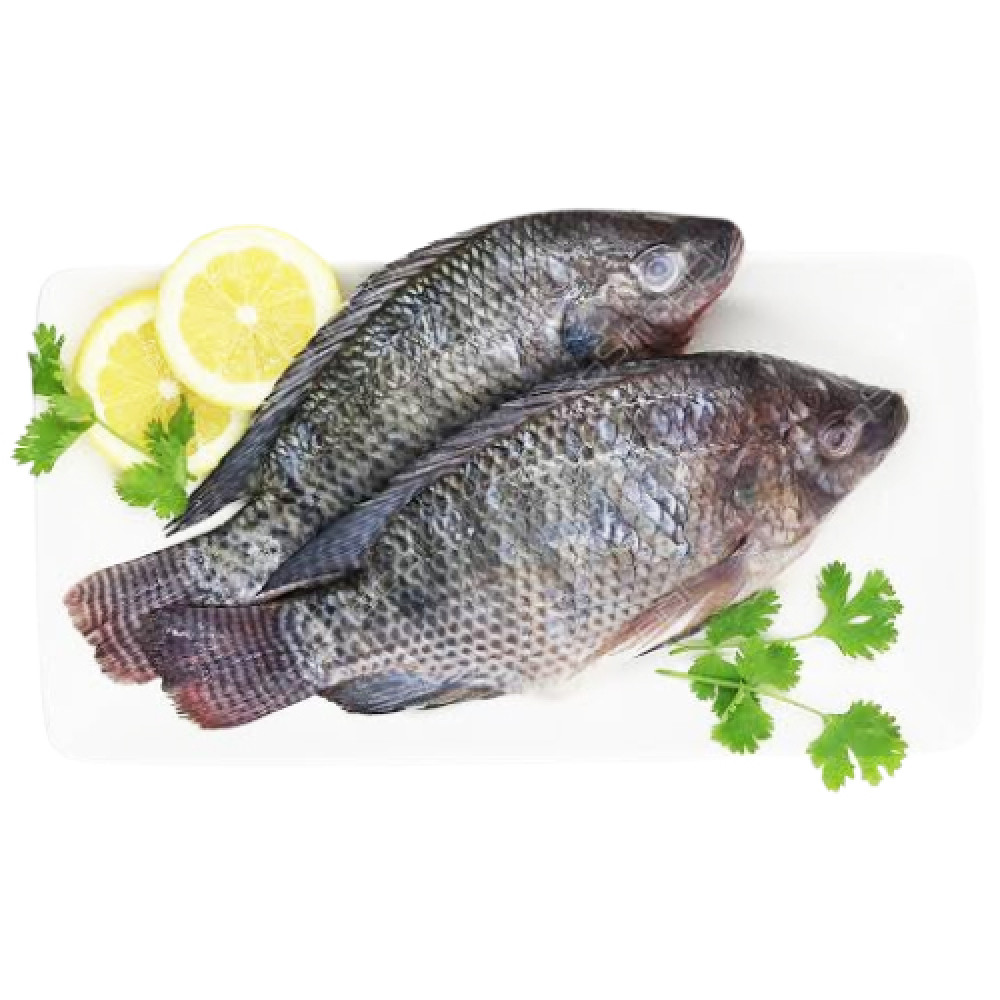 Tilapia Big Oman 1Kg
